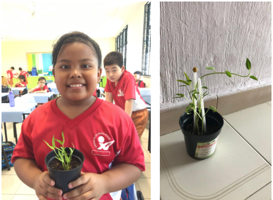 P3 Every Child a Seed programme